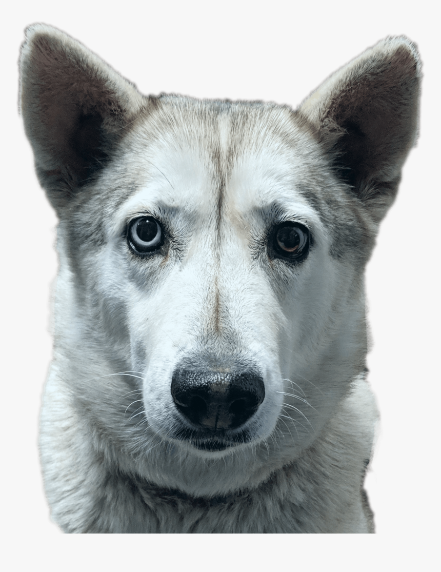 Tamaskan Dog, HD Png Download , Transparent Png Image - PNGitem