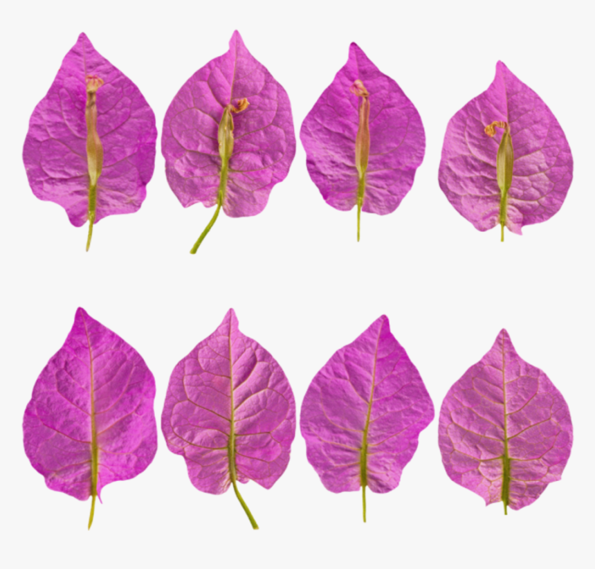 Textured Flower Petal, HD Png Download , Transparent Png Image - PNGitem