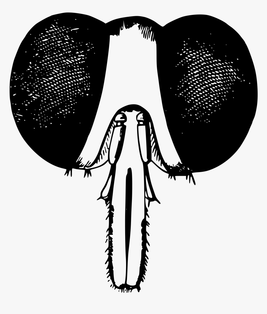 Fly Head Clip Arts - Fly Head Png, Transparent Png , Transparent Png ...