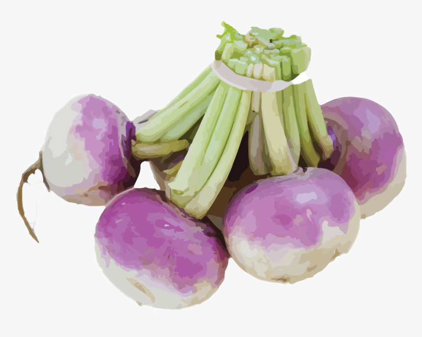 Turnip , Png Download - Turnip, Transparent Png , Transparent Png Image ...