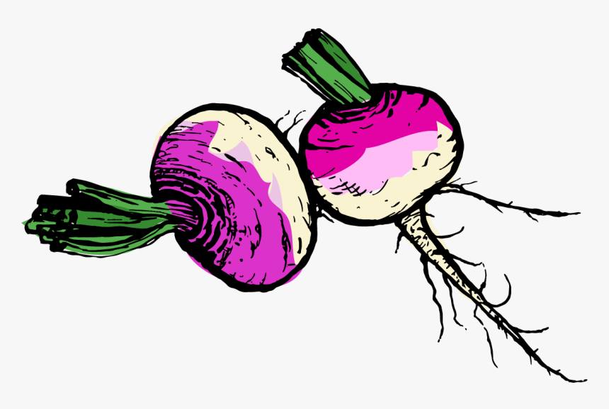 Turnip Png, Transparent Png , Transparent Png Image - PNGitem