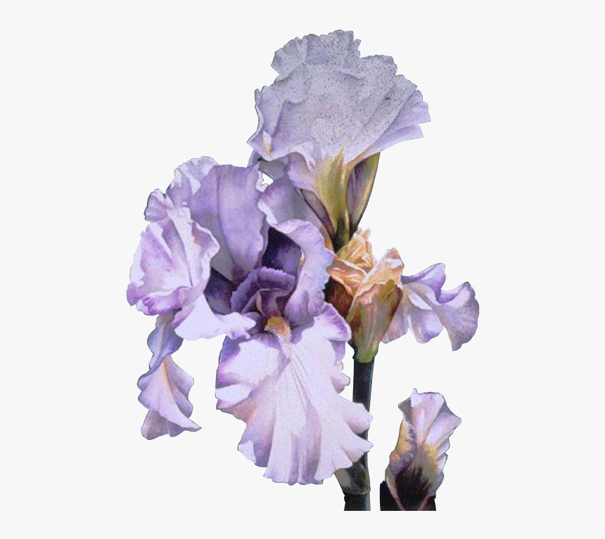 Orris Root Clip Art Irises Flower Gif - Arleta Pech, HD Png Download ...