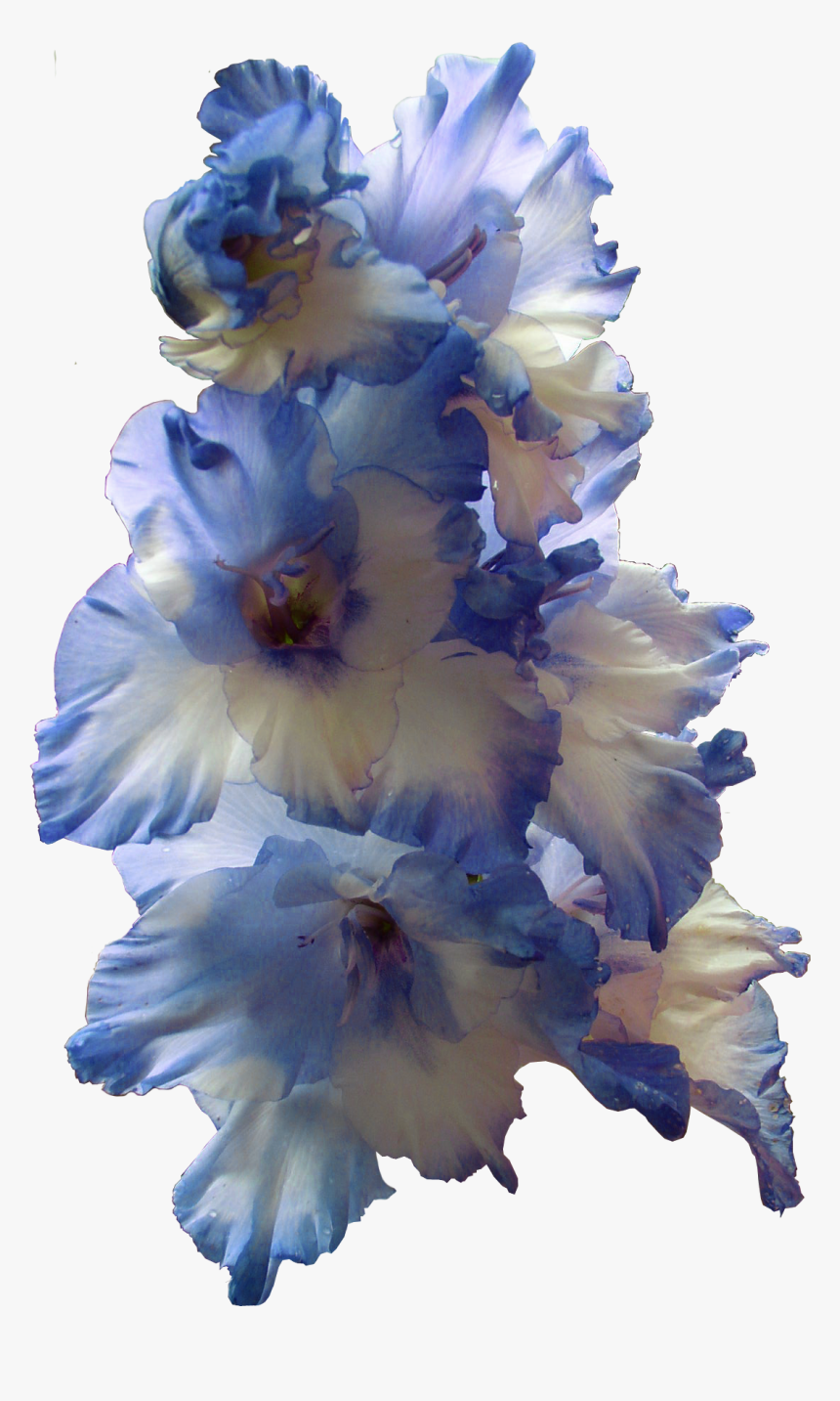 Gladiolus Png Transparent Image - Blue Gladiolus Png, Png Download ...