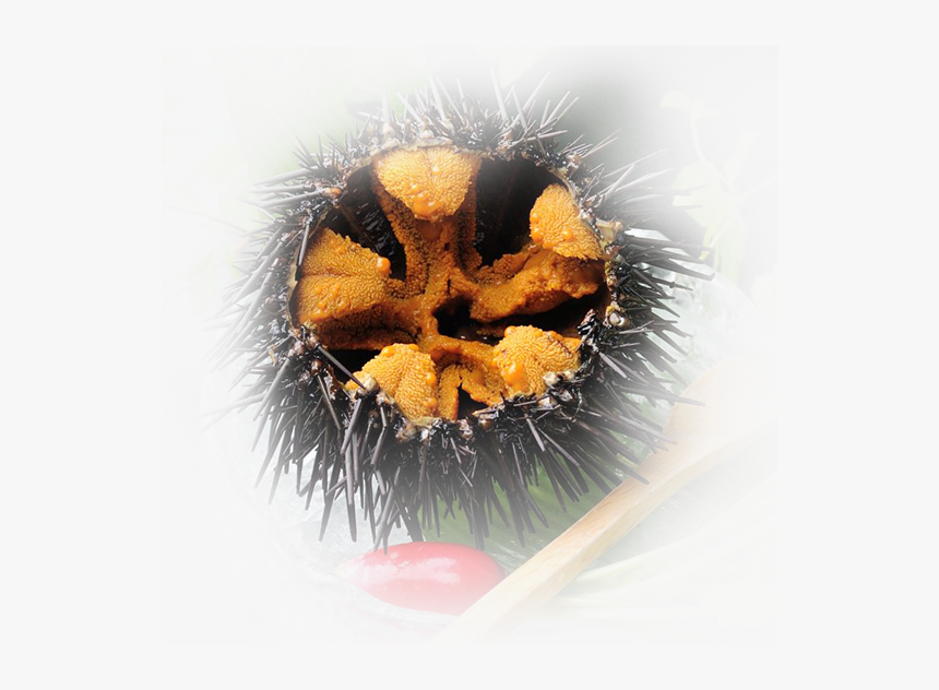 Image - Image - Image - Sea Urchin , Png Download - Sea Urchin ...
