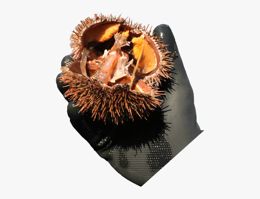 Durian, HD Png Download , Transparent Png Image - PNGitem