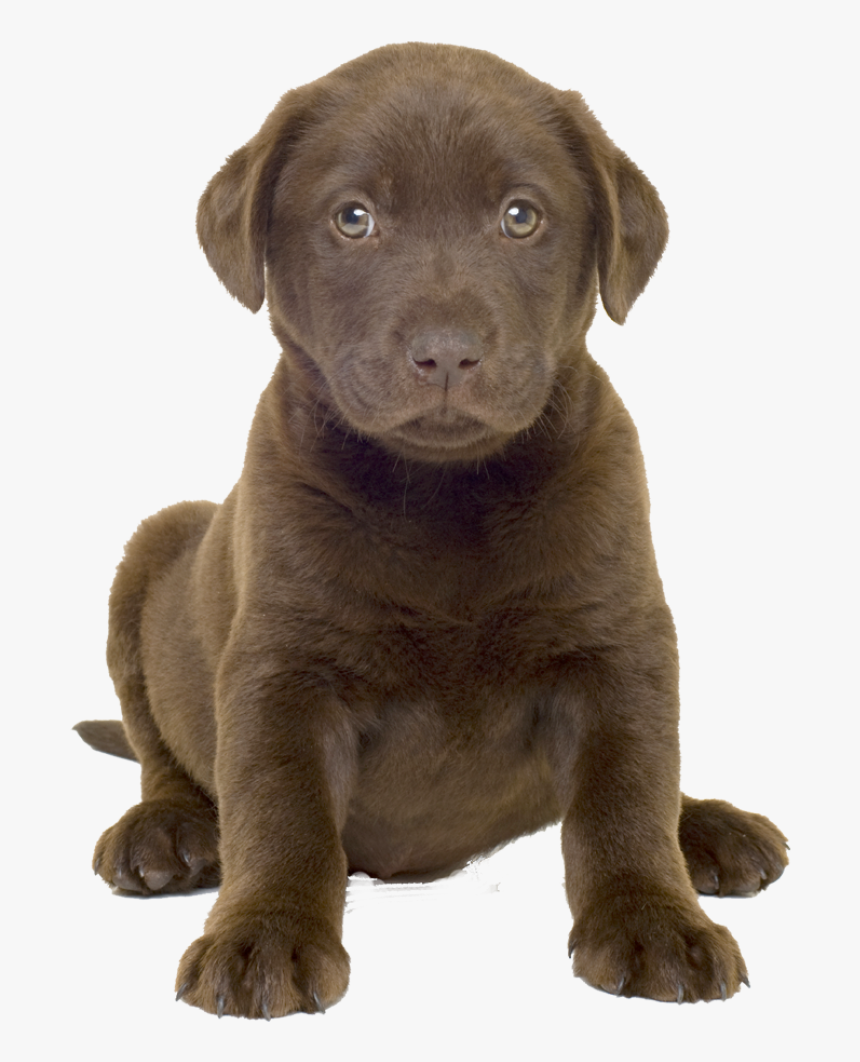 Yellow Lab Dog Clipart No Background