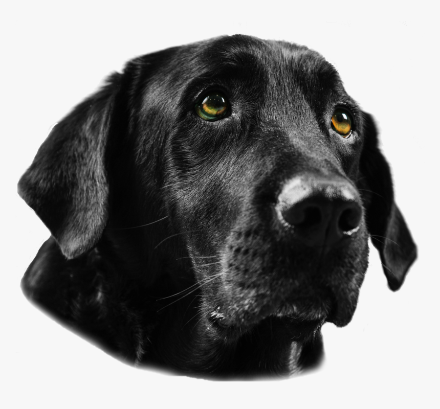 Black Lab Png - Black Labrador Png, Transparent Png , Transparent Png ...