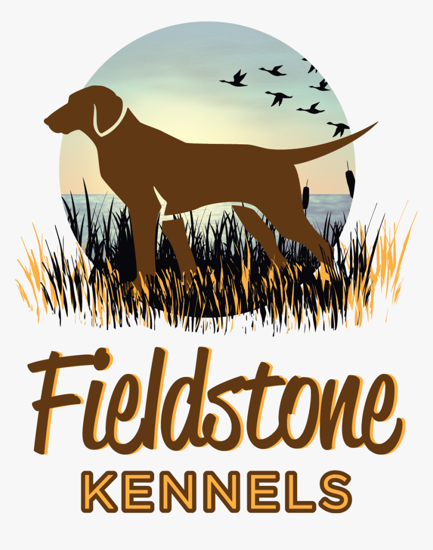 Transparent Chocolate Lab Png - Dog, Png Download , Transparent Png ...