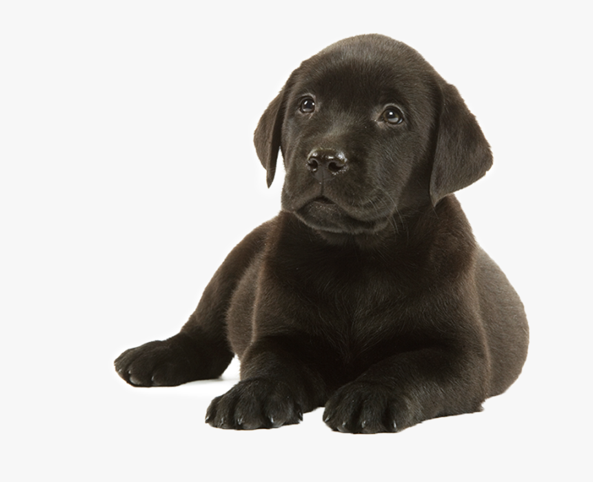 Labrador Retriever, HD Png Download , Transparent Png Image - PNGitem