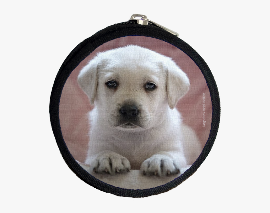 Labrador Rosa, Purse Xs - Labrador Retriever, HD Png Download ...