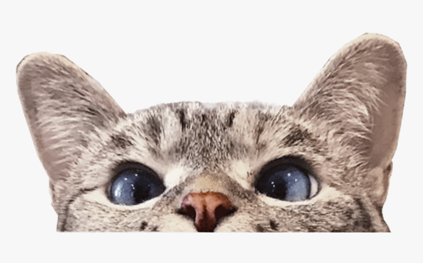 Devon Rex, HD Png Download , Transparent Png Image - PNGitem