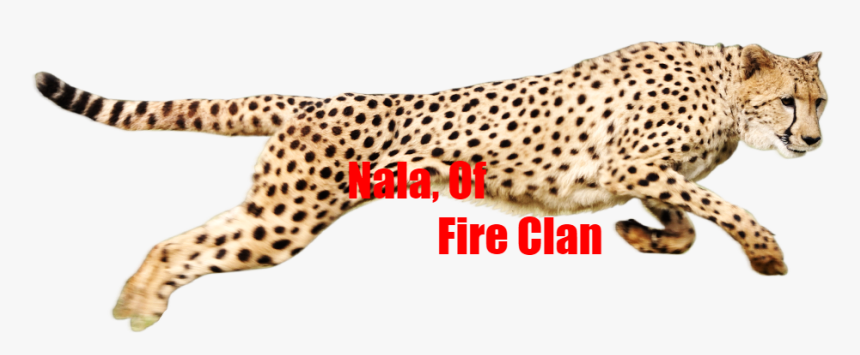 Cheetah Png , Png Download - Cheetah Running Png, Transparent Png ...