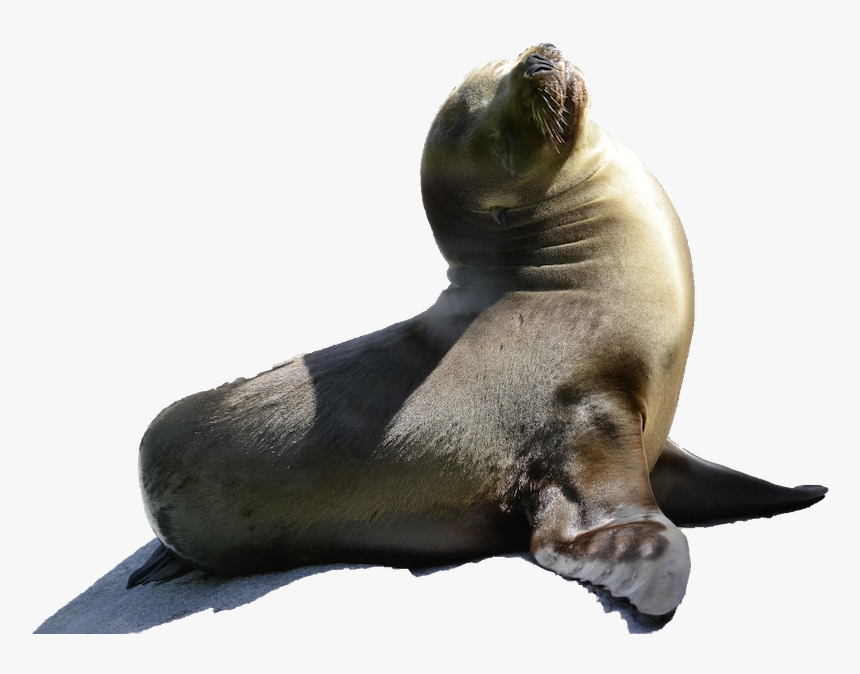 Transparent Sea Lion Png - Robbe Baby, Png Download , Transparent Png ...