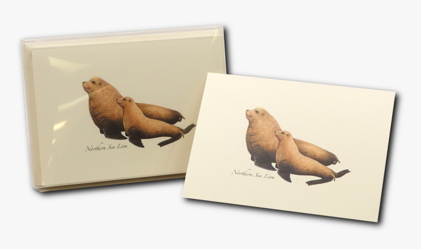 Steller Zeeleeuw, HD Png Download , Transparent Png Image - PNGitem