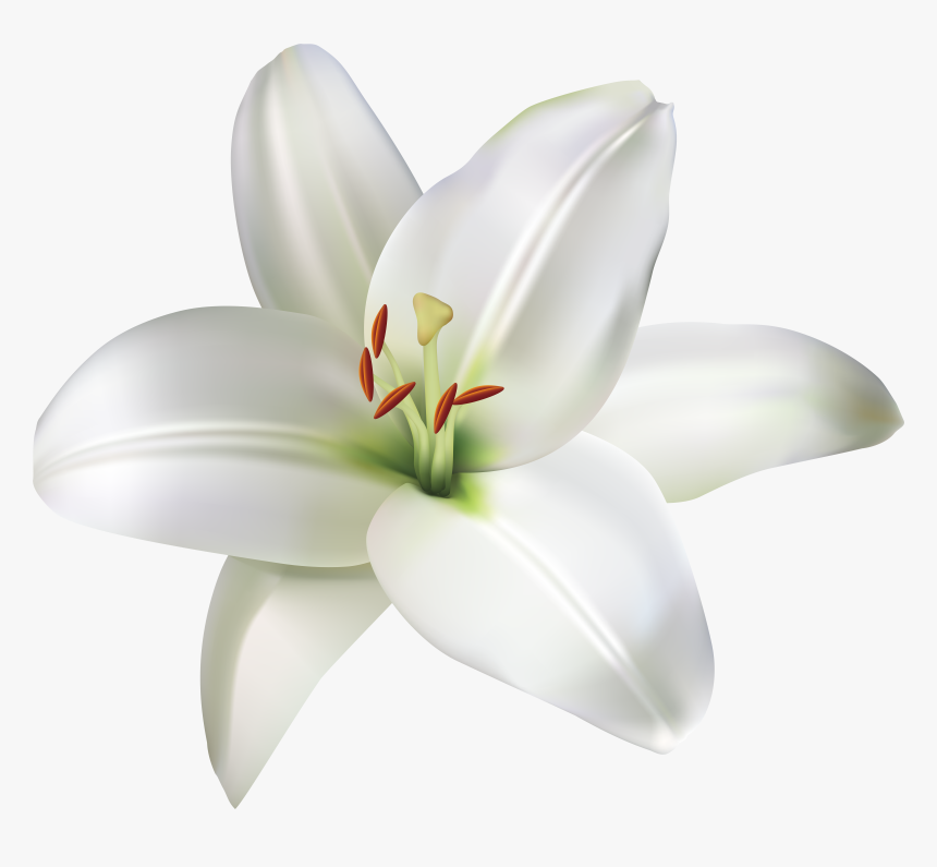 Lily Flower Png Clip Art, Transparent Png , Transparent Png Image - PNGitem