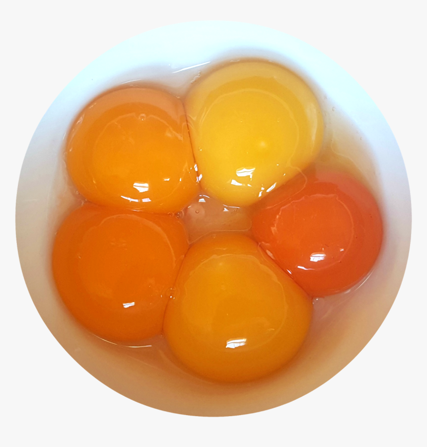 Egg Yolks Png, Transparent Png , Transparent Png Image - PNGitem