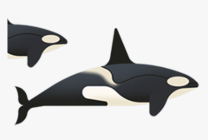 Killer Whale, HD Png Download , Transparent Png Image - PNGitem