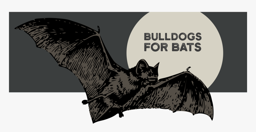 Vampire Bat, HD Png Download , Transparent Png Image - PNGitem