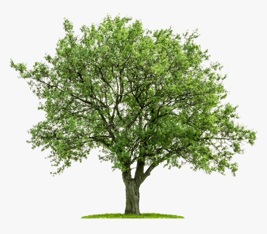 Transparent Tree From Above Png - Tree Organizational Chart Template ...