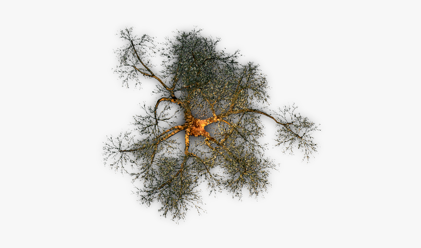 Dead Plant Png, Transparent Png , Transparent Png Image - PNGitem