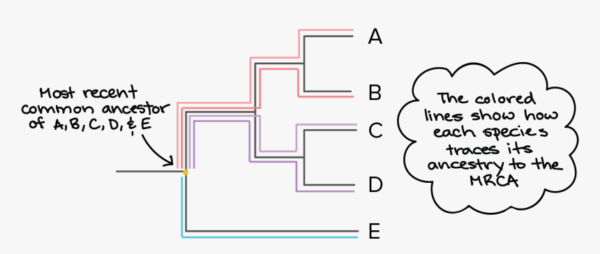 Phylogenetic Tree Root, HD Png Download , Transparent Png Image - PNGitem
