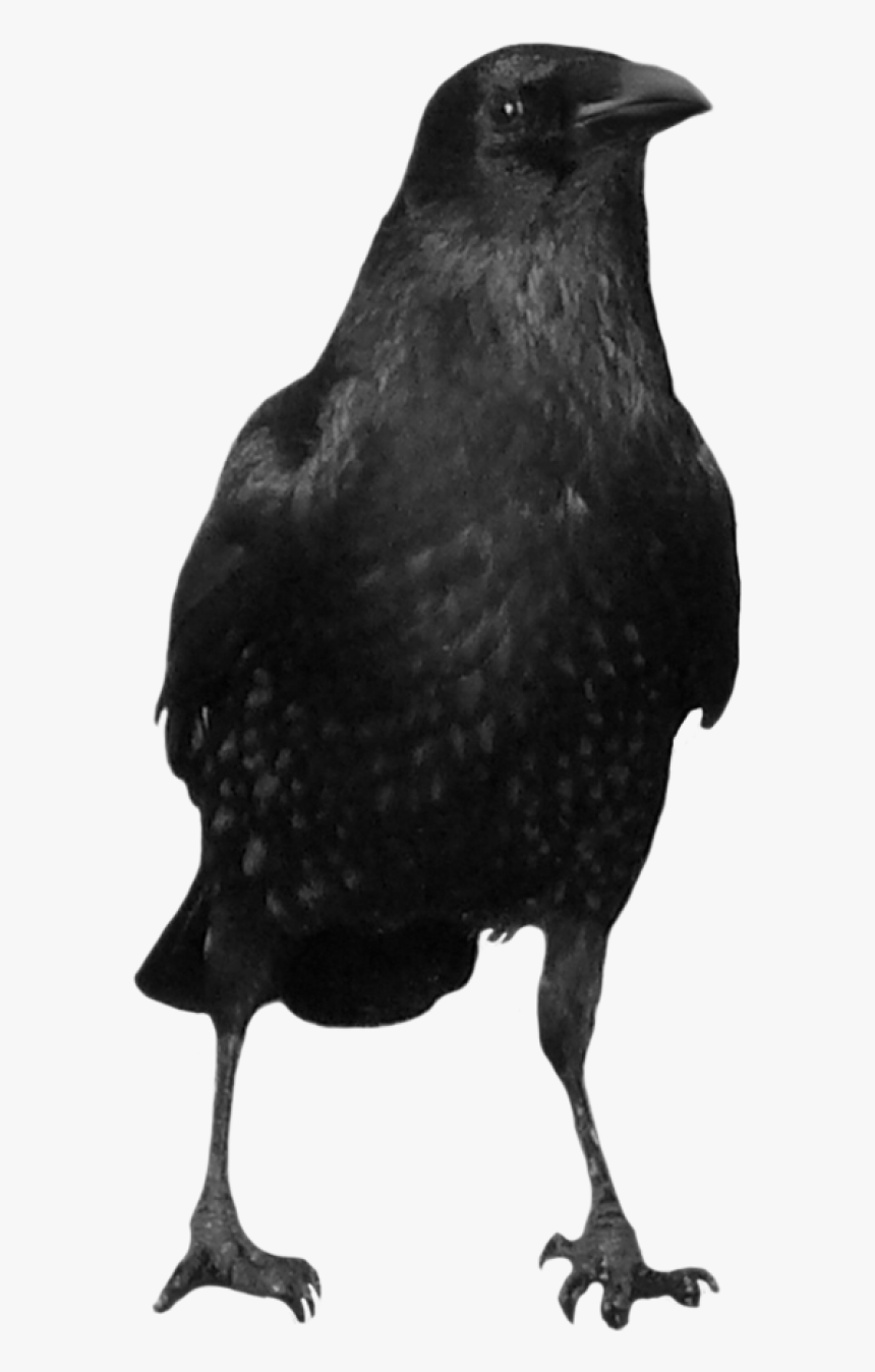Crow Png, Transparent Png , Transparent Png Image - PNGitem