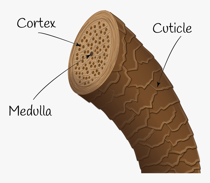 Footwear,shoe,beige,ear - Hair Strand, HD Png Download , Transparent ...