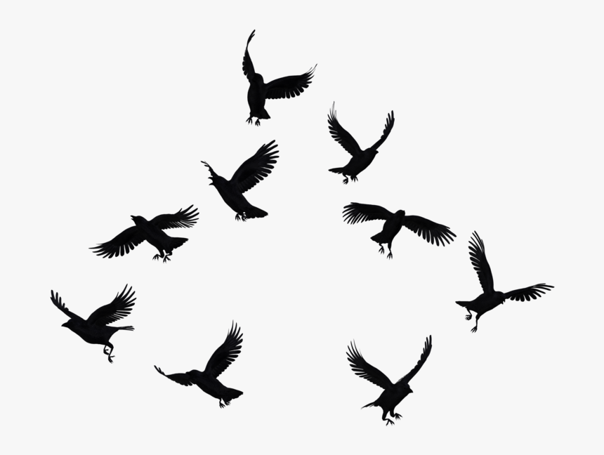 Flying Crows Png