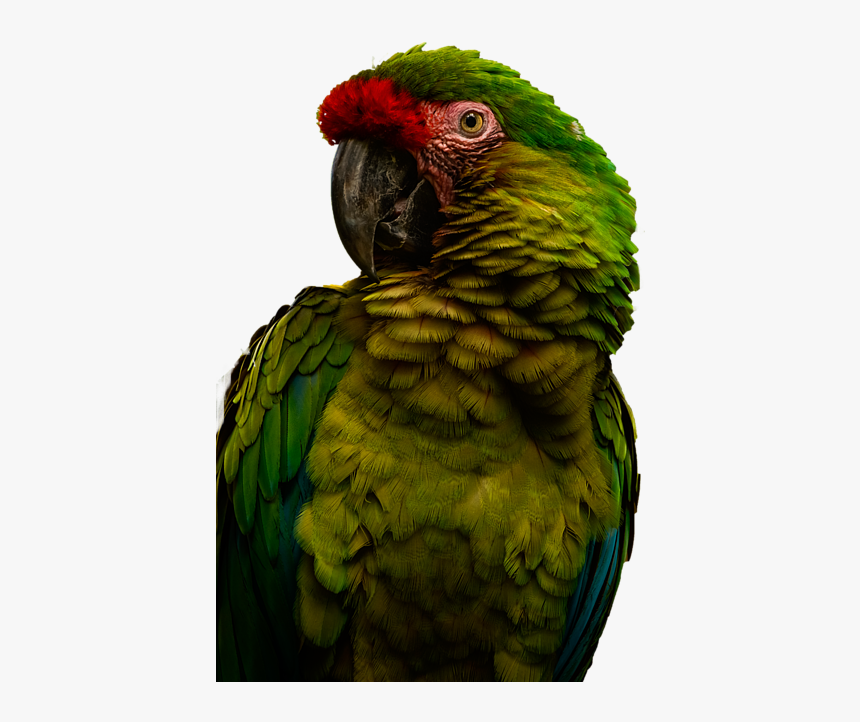 Parakeet, HD Png Download , Transparent Png Image - PNGitem