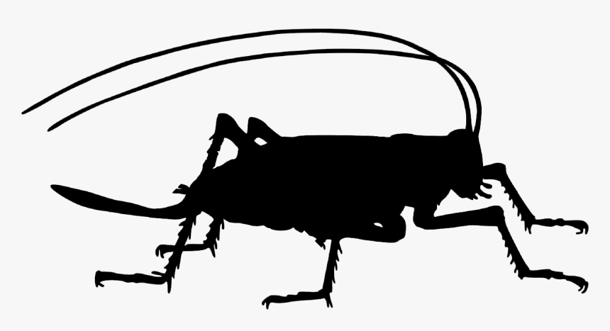 Insect Silhouette