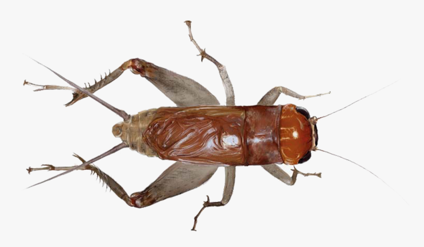Cricket Insect Png - Cricket, Transparent Png , Transparent Png Image ...