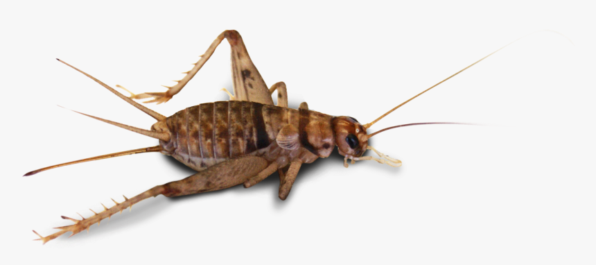Cricket Insect Transparent, HD Png Download , Transparent Png Image ...