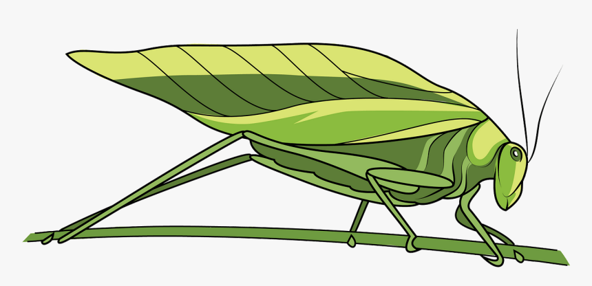 Katydid Clipart, HD Png Download , Transparent Png Image - PNGitem