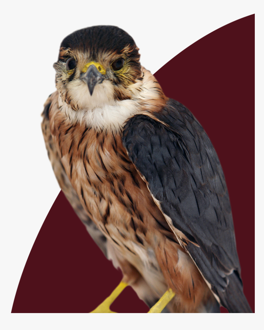 Transparent Science Lab Png - Falcon, Png Download , Transparent Png ...