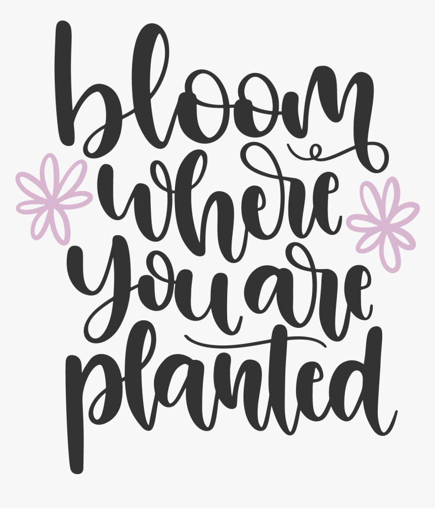 Bloom Where You Are Planted Lettering, HD Png Download , Transparent ...