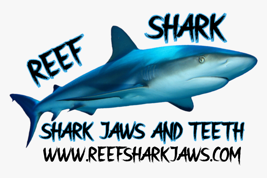 Reef Shark - Great White Shark, HD Png Download , Transparent Png Image ...