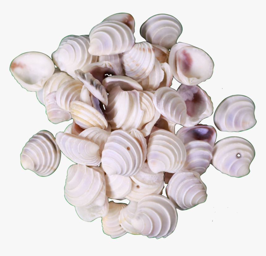 Shark Teeth Png, Transparent Png , Transparent Png Image - PNGitem