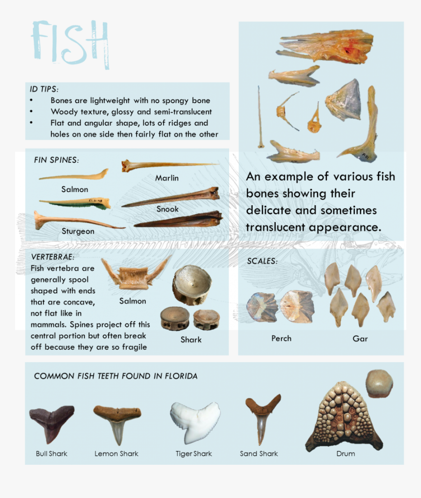 These Guys Are So Cool They Get Their Own Blog - Types Of Fish Bones ...