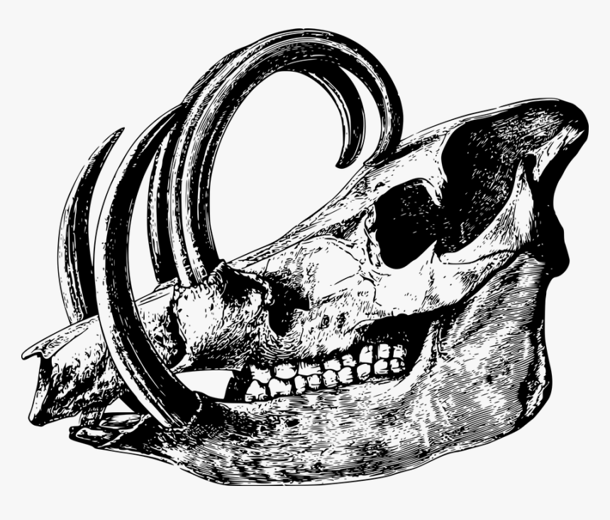 Animal, Bone, Head, Mammal, Skeleton, Skull - Animal Skull Black And ...