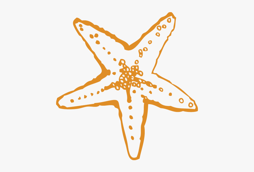 Starfish, HD Png Download , Transparent Png Image - PNGitem