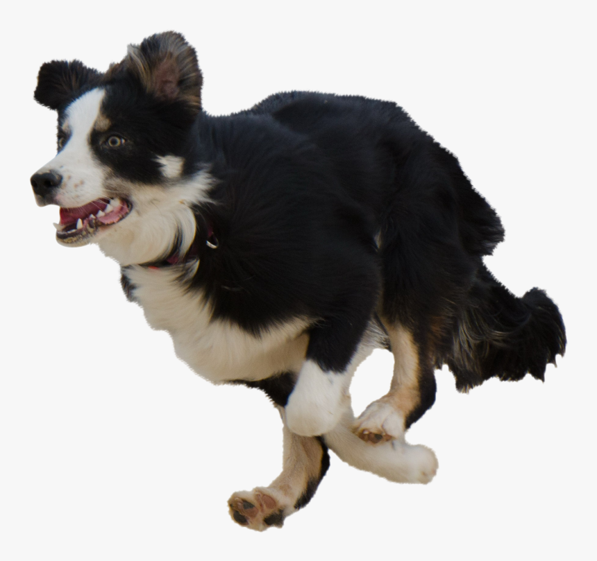 Running Psd File With - Dog Running Transparent Background, HD Png ...