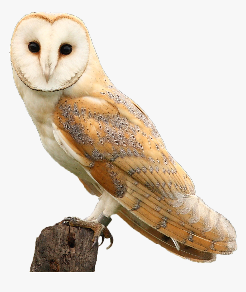 Barn Owl Transparent Background, HD Png Download , Transparent Png Image - PNGitem