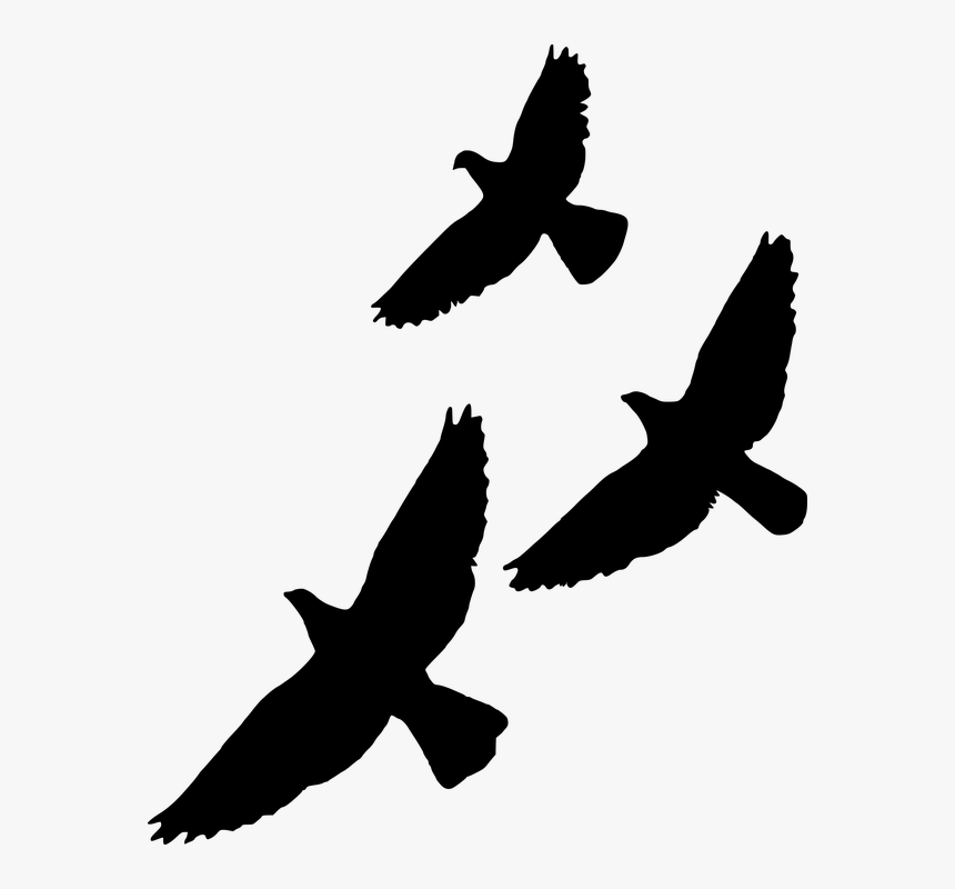 Silhouette, Bird, Fly, Wildlife, Flight, Gathering - Birds Flying ...