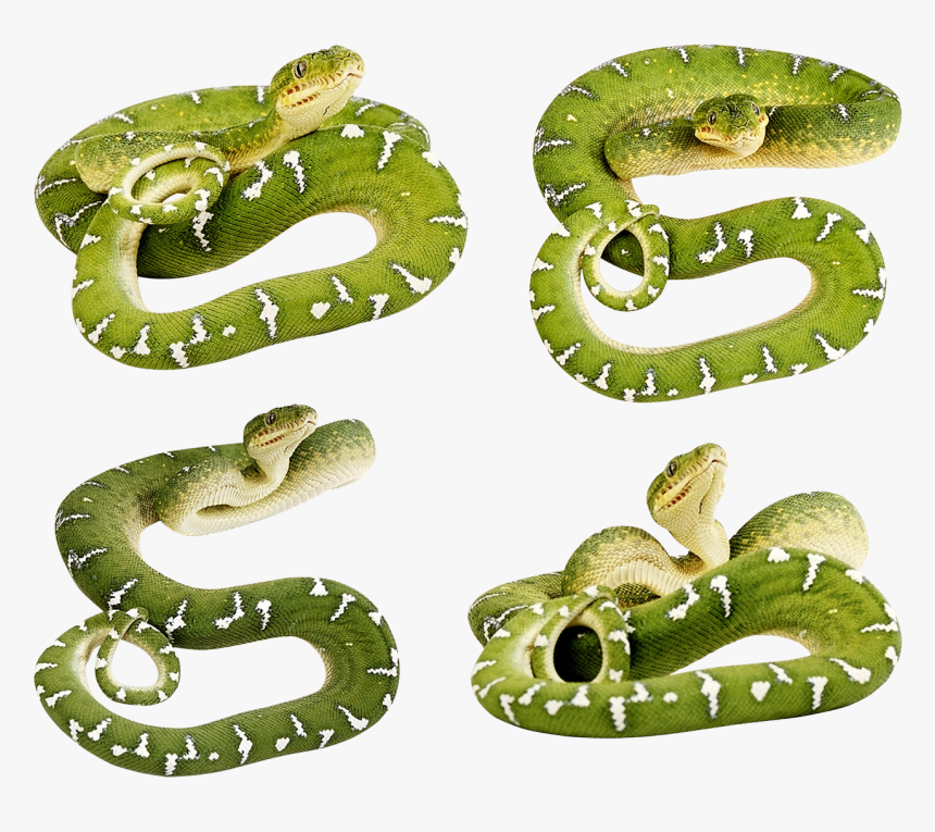 Green Snake Png - Snake No Back Ground, Transparent Png , Transparent ...