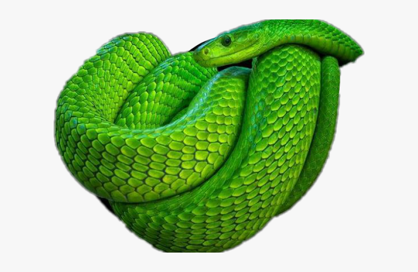 Smooth Green Snake Clipart Mobile - Green Poisonous Snake, HD Png ...
