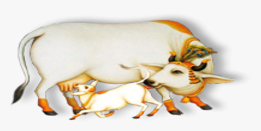 Indian Cow With Calf Clipart