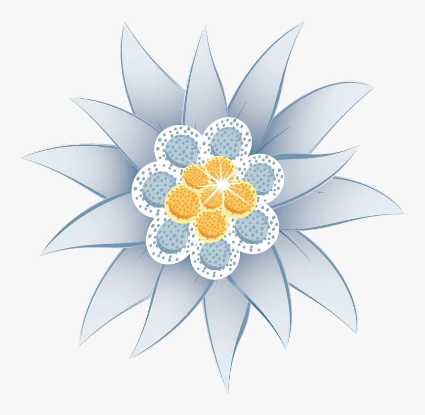 Transparent Edelweiss Flower Clipart - Edelweis Png, Png Download ...