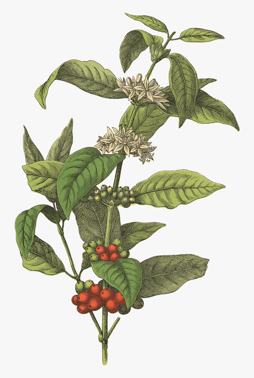 Coffee Plant Png - Botanical Coffee Plant Illustration, Transparent Png ...