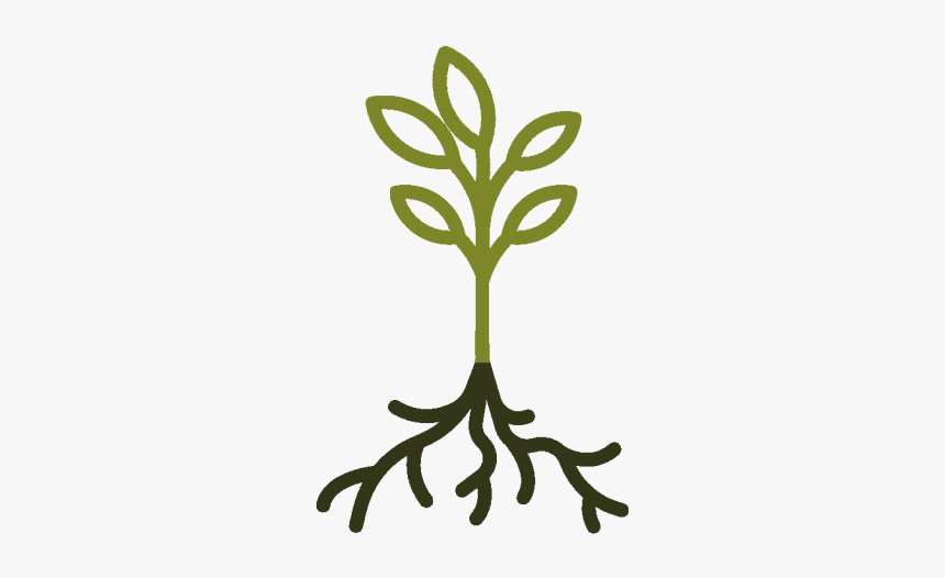Raíz De Una Planta, HD Png Download , Transparent Png Image - PNGitem