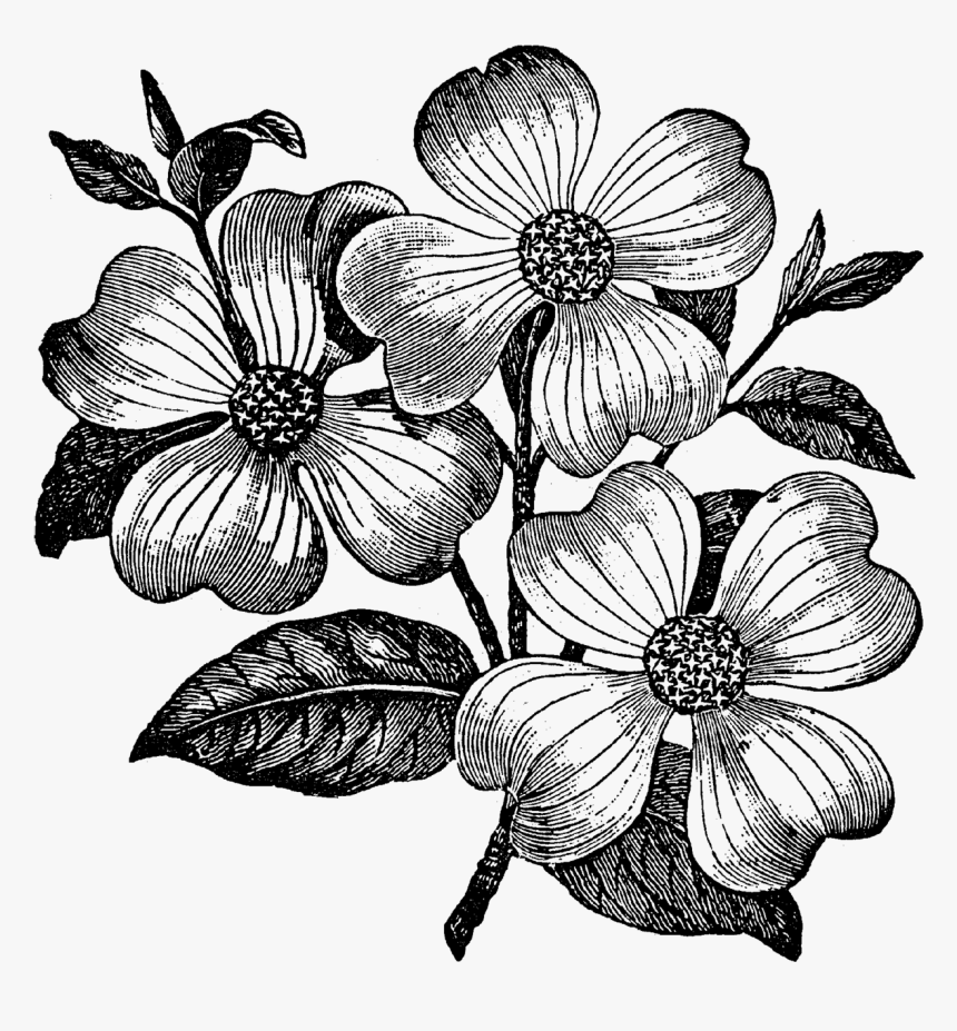 Dogwood Flower Clip Art, HD Png Download , Transparent Png Image - PNGitem